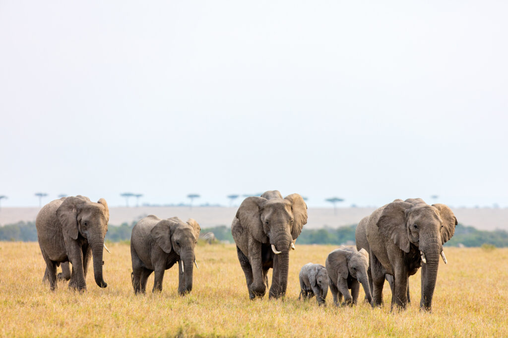 Streaming Data from PostgreSQL to ClickHouse | ChistaDATA Blog Streaming Data from PostgreSQL to ClickHouse | ChistaDATA Blog